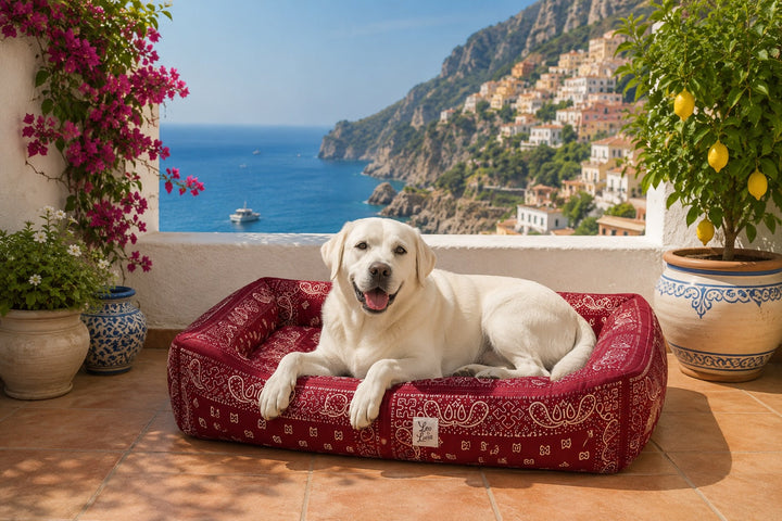 Divanetto sfoderabile per cani: praticità, comfort e pulizia quotidiana ...